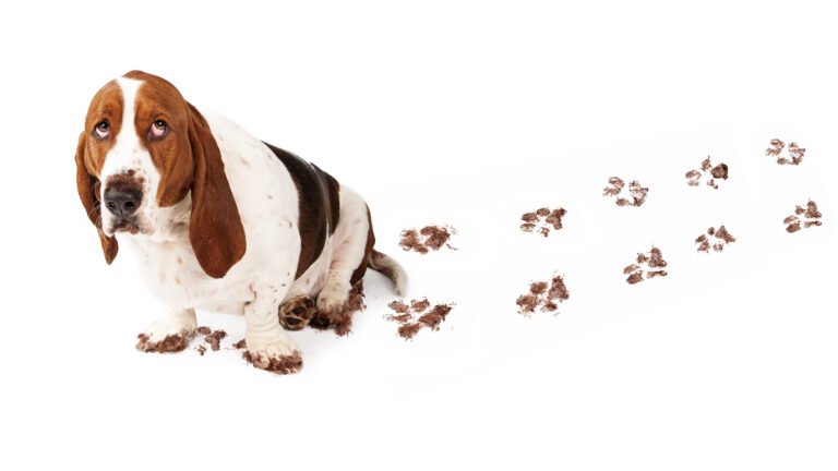 Role vs. Roll: 7 Powerful Techniques to Clearly Distinguish and Use ...