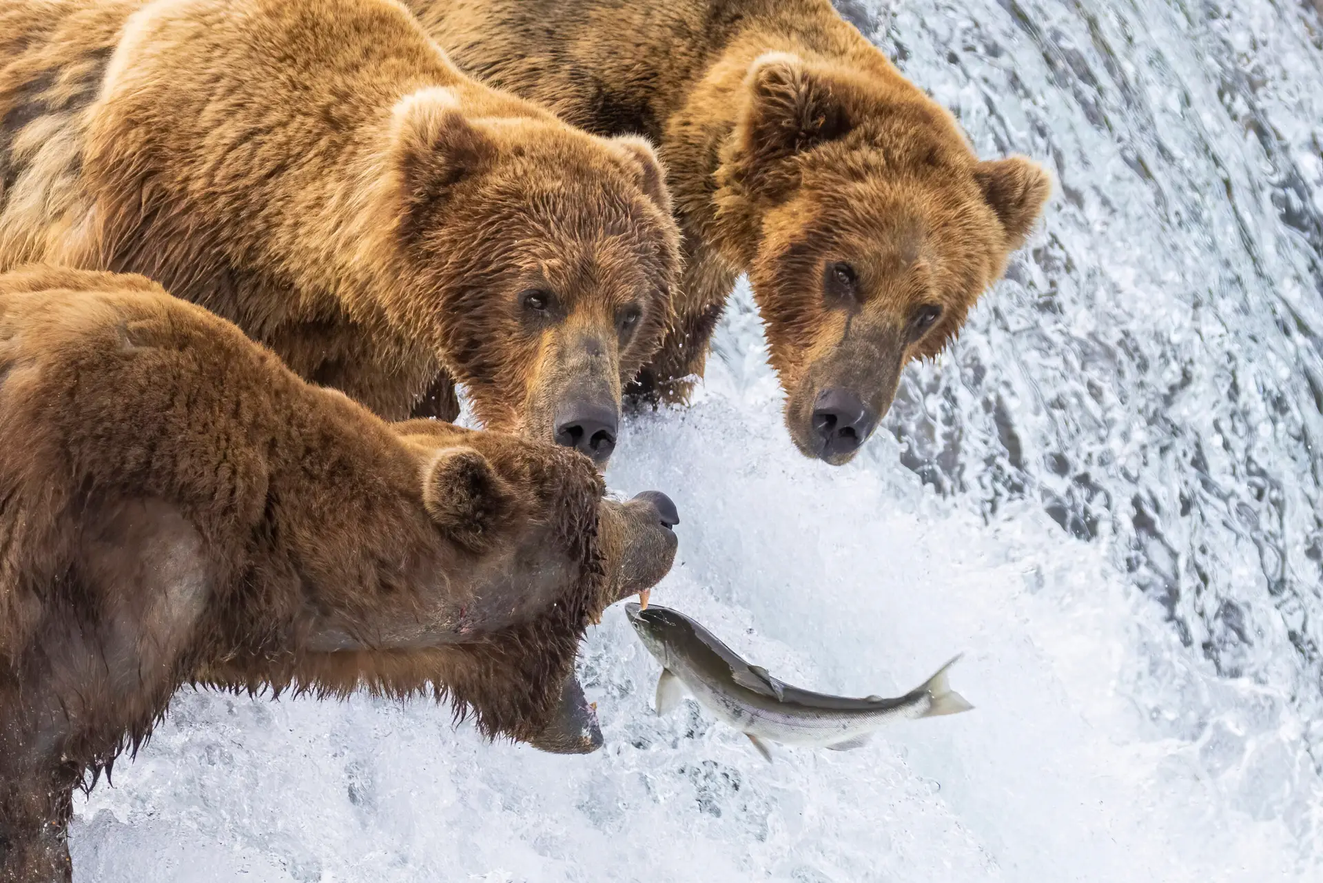 Bare vs. Bear: 5 Ingenious Tricks to Unleash Your Verbal Power